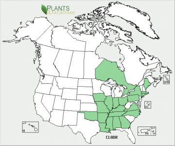 Yellowwood | Yale Nature Walk
