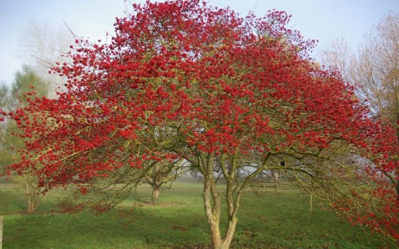Hawthorn | Yale Nature Walk