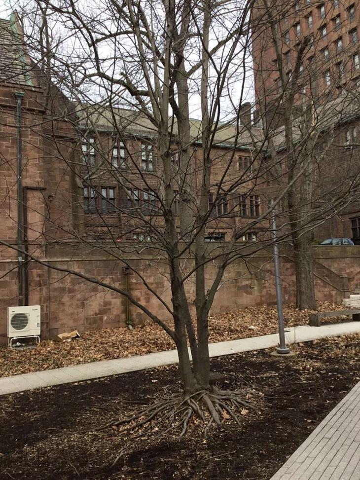 Red Maple | Yale Nature Walk