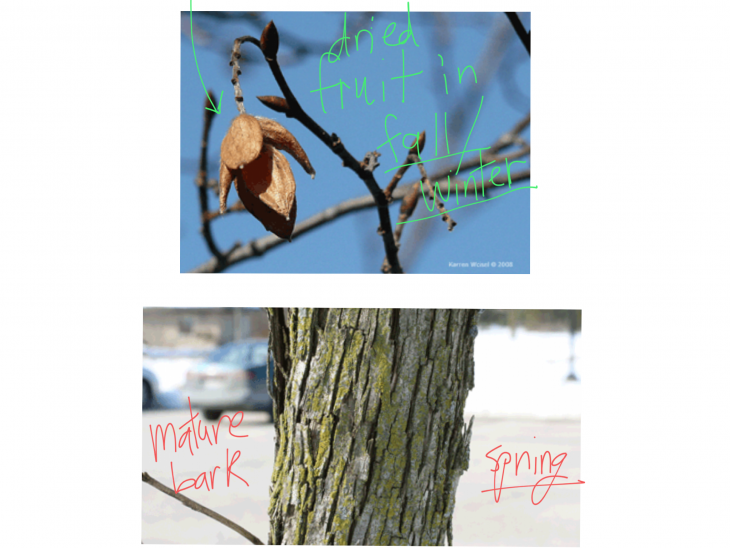 Eastern Ironwood | Yale Nature Walk