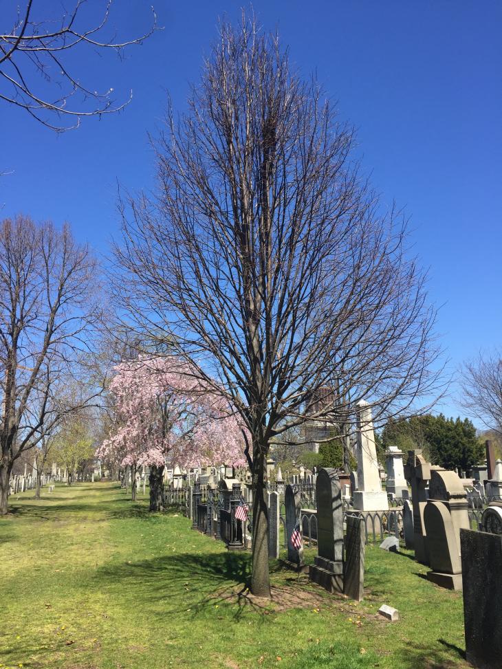 Small-Leaved Lime, Littleleaf Linden | Yale Nature Walk