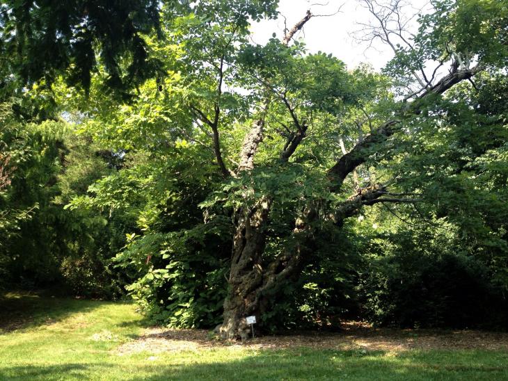 Yellowwood | Yale Nature Walk