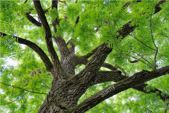 Eastern Black Walnut | Yale Nature Walk