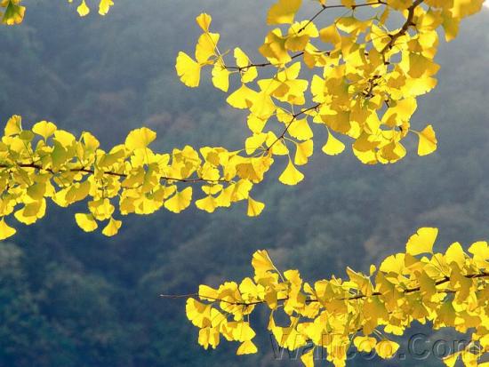 Ginkgo | Yale Nature Walk